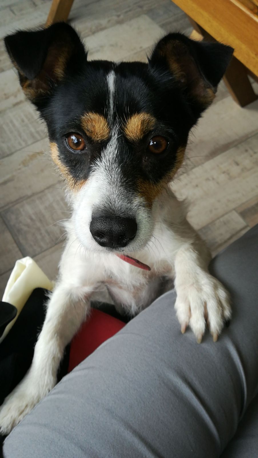 Meet Nacho: The Adorable Ratonero Bodeguero at Our Office