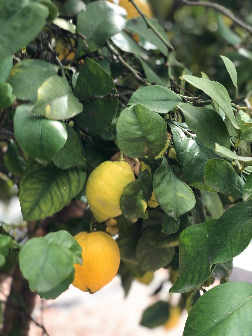 How To Make Your Own Unbeatable Limoncello at home