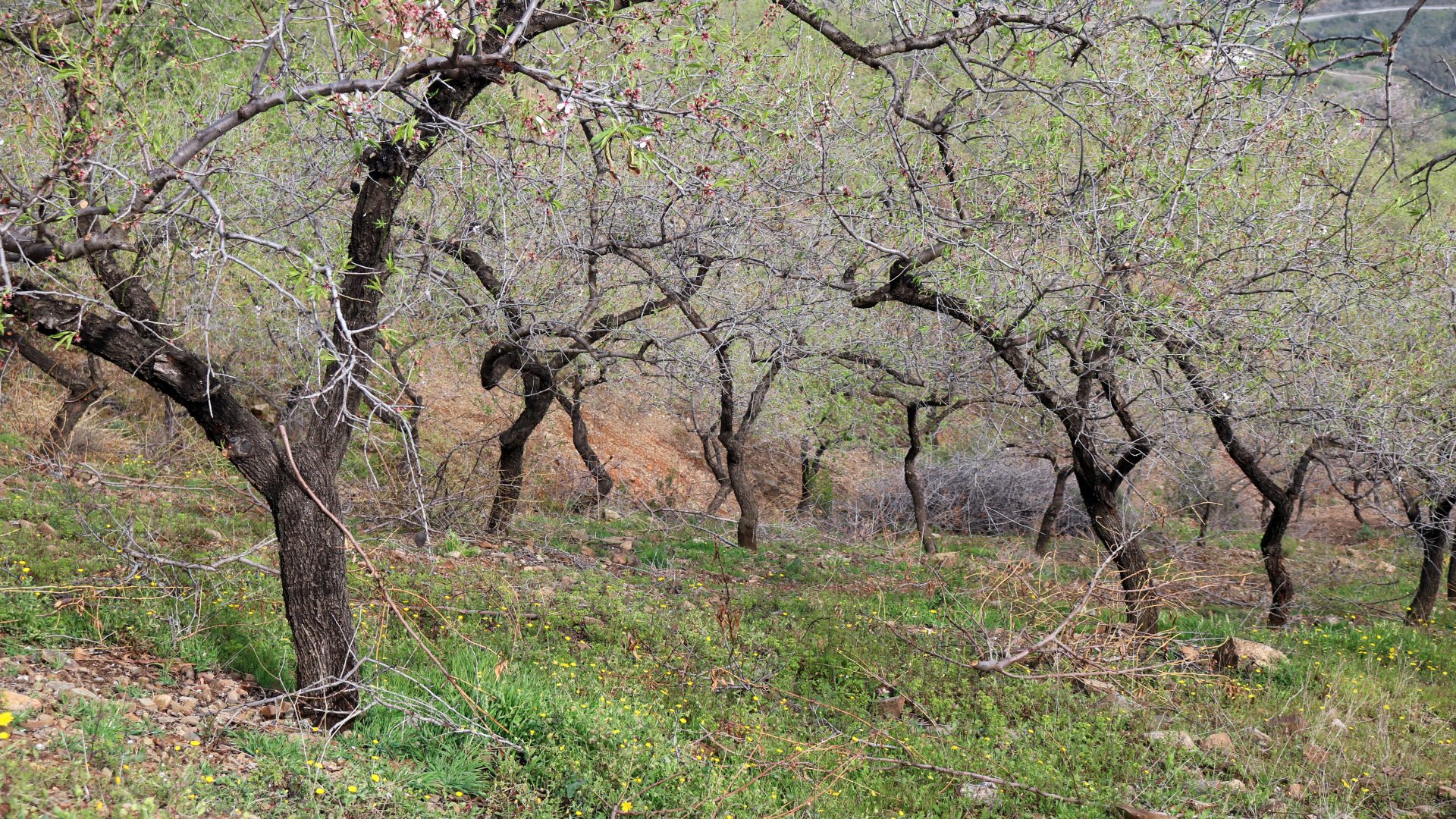 Seasons of Beauty: A Year in the Life of an Almond Tree